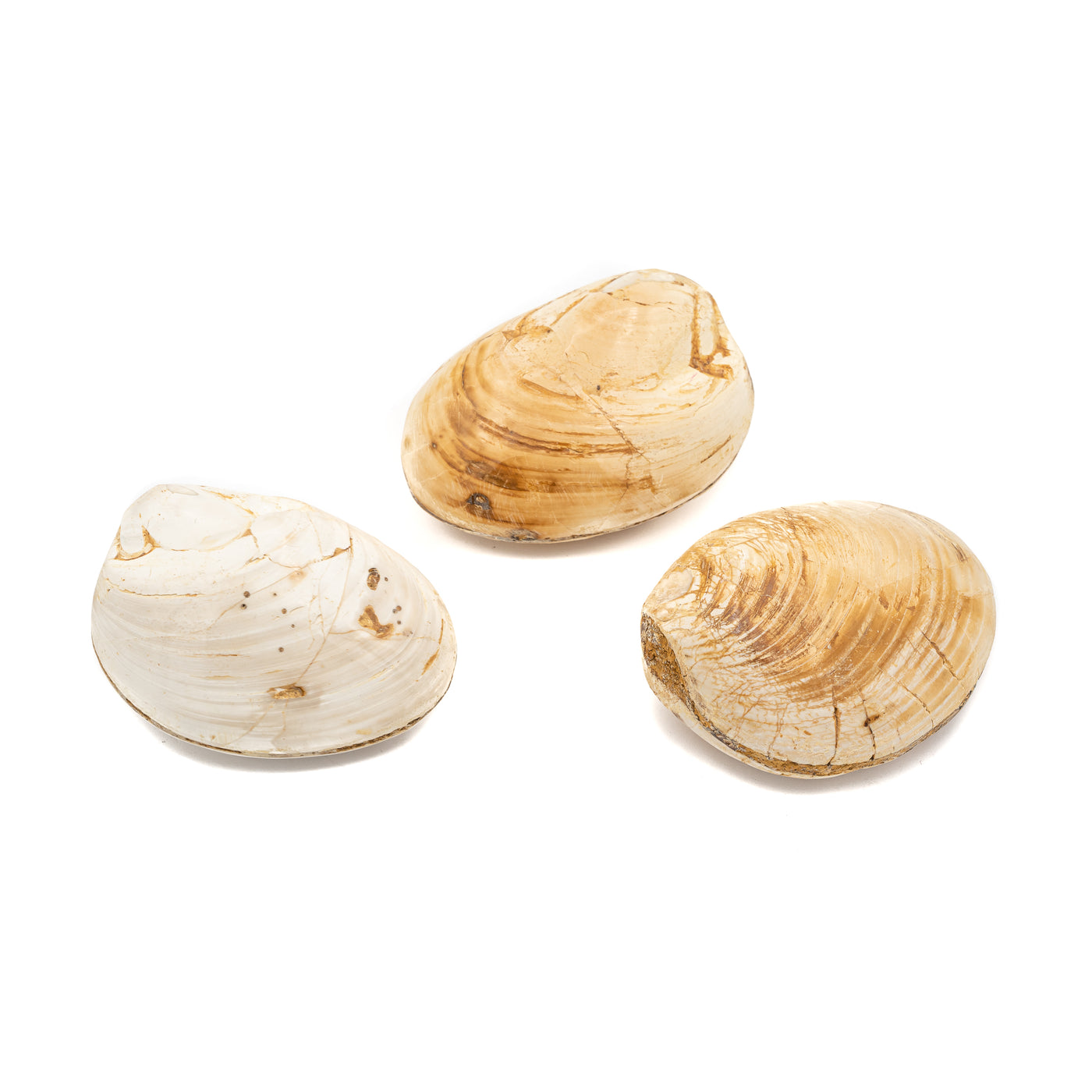 Fossilized Clam Shells - Calming Crystal | Happy Soul – Happy Soul Online
